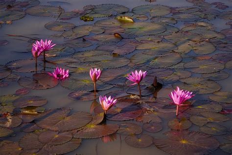 ข่าว Like สาระ บัวแดงวังบัวแดงหนองคายบานรับลมหนาวแล้ว รอรับ นทท ล่องเรือชมความงาม