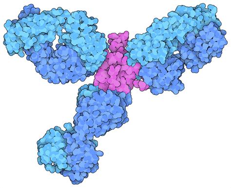 Pdb 101 Molecule Of The Month Sars Cov 2 Nucleocapsid And Home Tests