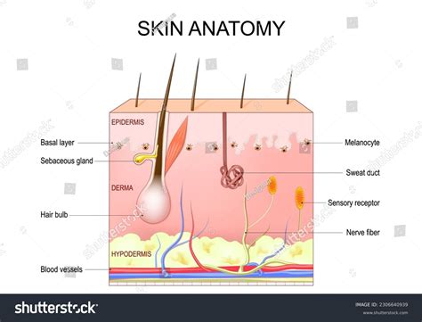 Hypodermis Diagram