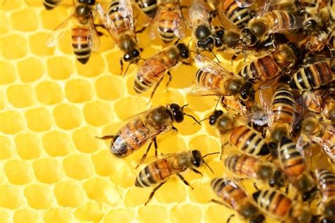 Is There A Relation Between Cell Immunity And Phenoloxidase Activity In Bees Exposed To Stress