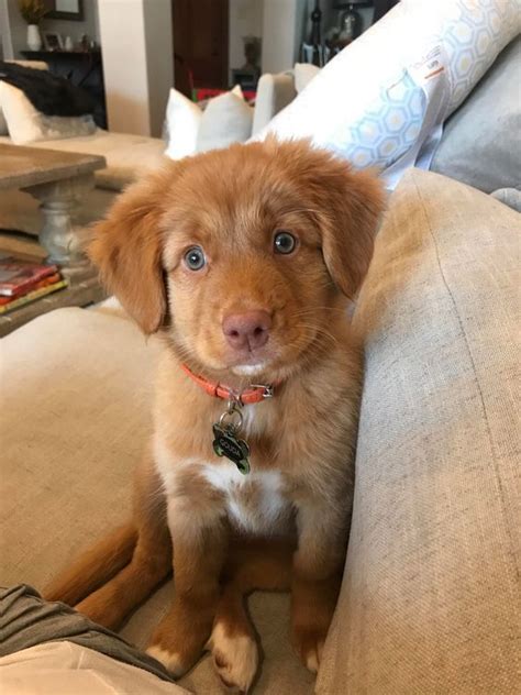 Nova Scotia Duck Tolling Retriever Cute Dog Pictures Toller Dog Puppies