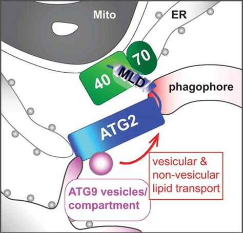 Full Article Atg2 Regulation Of Phagophore Expansion At Mitochondria