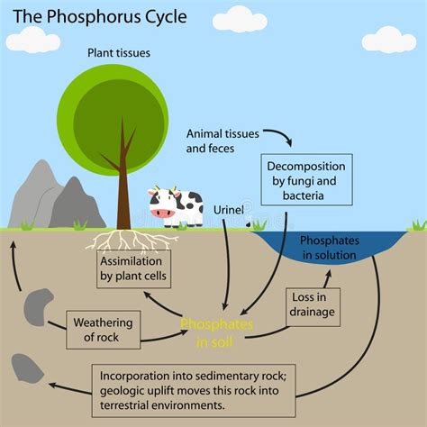 The Phosphorus Cycle Stock Vector Image 60942534
