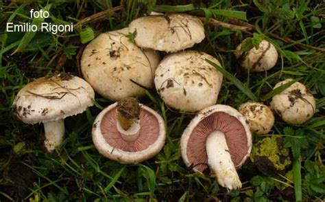 Agaricus Campestris