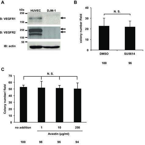 Schematic Of The Vegf Anrp1 Signaling Pathway To Promote Cancer Cell