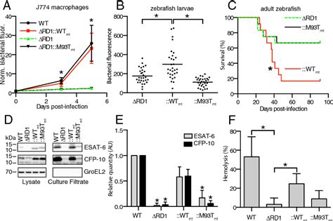 Figure 1 From Mycobacterial Esx 1 Secretion System Mediates Host Cell Lysis Through Bacterium
