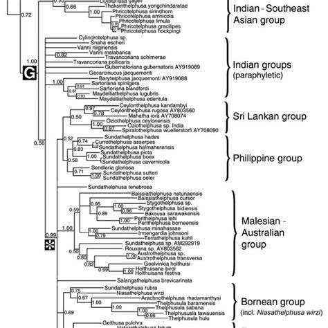 Bayesian Analysis Of The 16s Rrna Data Only Including Sequences Of