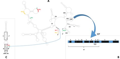 General Secondary Structure Of Group Ii Intron Rna Attc Site And Download Scientific Diagram