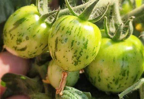 Tiny Tiger Micro Dwarf Tomato Seeds 10 Fresh Tiny Tiger Micro Dwarf Tomato Seeds Red Dragon