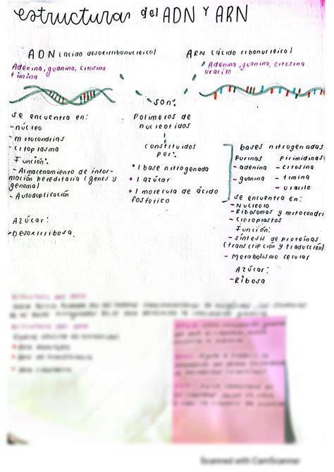 Solution Esquema Estructura Del Adn Y Arn Studypool