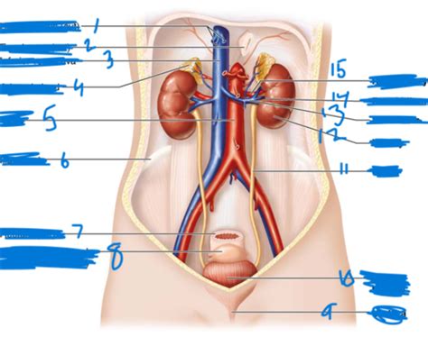 Lab Urinary Flashcards Quizlet Lab Urinary Flashcards Quizlet