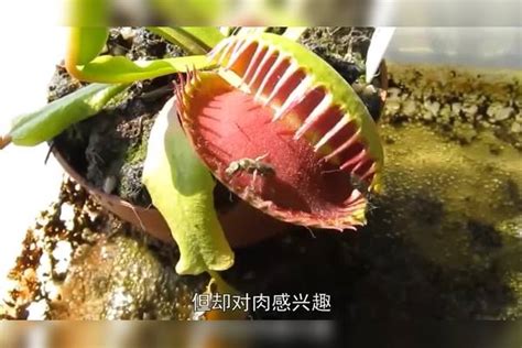 作死老外将一根针放进捕蝇草，结果会怎样？肠子都悔青了！肠子结果老外