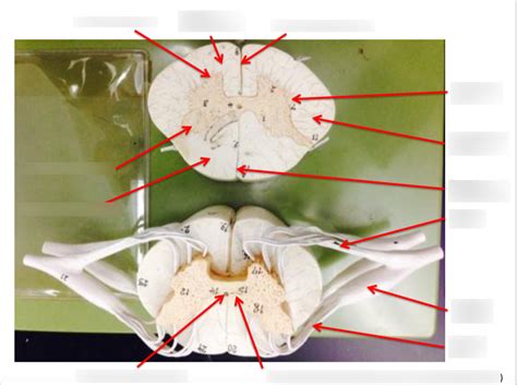 Spinal Cord Model Diagram Quizlet