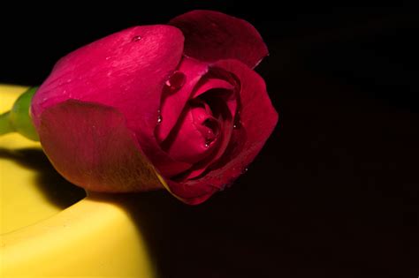 밝은 붉은 꽃잎에 맑은 물 방울을 볼 수 있습니다 작은 장미 꽃 어두운 배경 매크로 0명에 대한 스톡 사진 및 기타 이미지