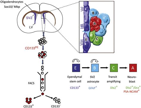 Single Cell Transcriptome Analyses Reveal Signals To Activate Dormant