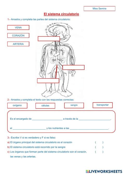 El Sistema Circulatorio Worksheet For Primero De Primaria Porn Sex My