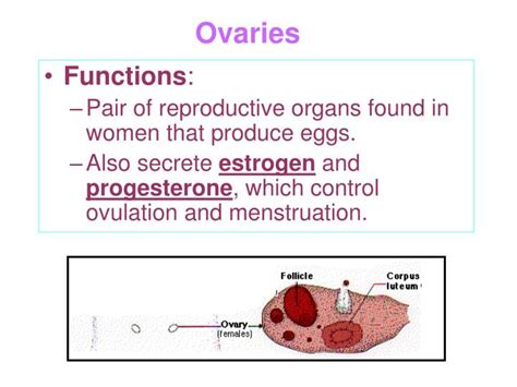 Ppt Endocrine Powerpoint Presentation Id4858531
