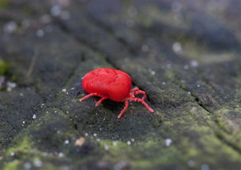 What Do Grass Chiggers Look Like Storables