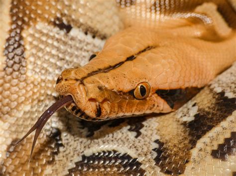 Close Up With A Stunning Borneo Short The Reptile Report