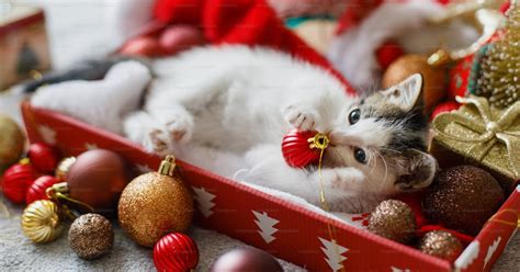 크리스마스 빨간 값싼 물건으로 노는 사랑스러운 새끼 고양이는 크리스마스 트리를 배경으로 산타 모자와 따뜻한 조명 조명의 장식품과