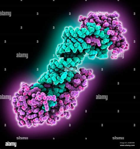 Small Nucleoprotein Snrna Complex Computer Model Showing The Structure Of A Small Nuclear