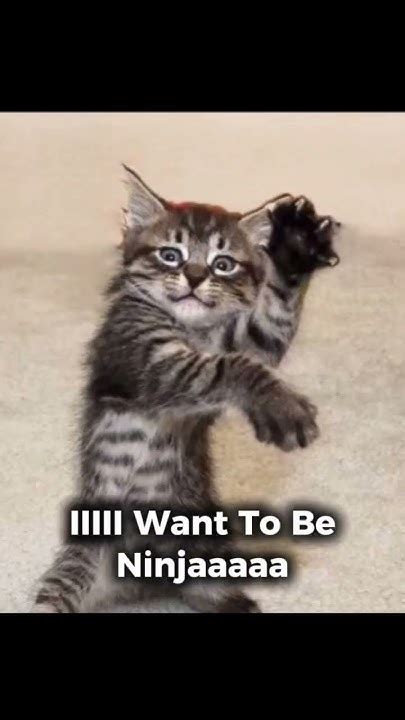 I Want To Be Ninja Cat Meme Memes Funny Edit Kung Fu Catty Youtube
