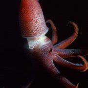 Bioluminescent Squid