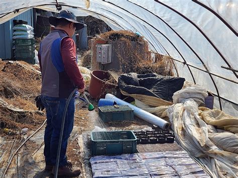 메리골드 씨앗 파종방법과 모종재배 한방에 정리 네이버 블로그 메리골드 씨앗 파종방법과 모종재배 한방에 정리 네이버 블로그