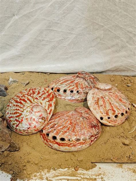 Red Abalone Raw Sea Shell Size 5 Inch At ₹ 750kg In Sambhal Id 2855657802812 Red Abalone Raw Sea Shell Size 5 Inch At ₹ 750kg In Sambhal Id 2855657802812