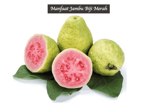 Tips Memilih Dan 15 Manfaat Jambu Biji Merah Bams