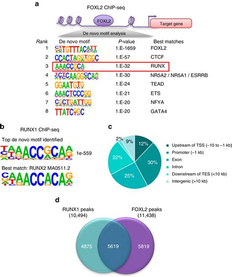 runx1 and foxl2 exhibit overlaps in chromatin binding in fetal ovaries