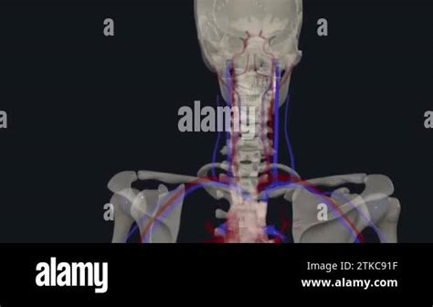 Interior Jugular Veins These Are Larger Than The External Veins And