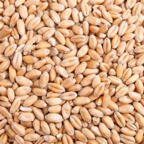 25 Kg Wheat Genhu Gahu At ₹ 2500 Quintal In Pune Id 25587784012