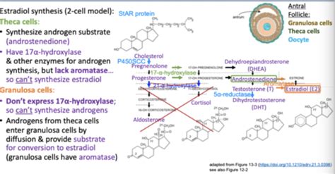 Reproduction Women Flashcards Quizlet