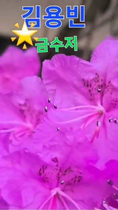 김용빈 👑 신곡 금수저 미스터트롯3 Youtube