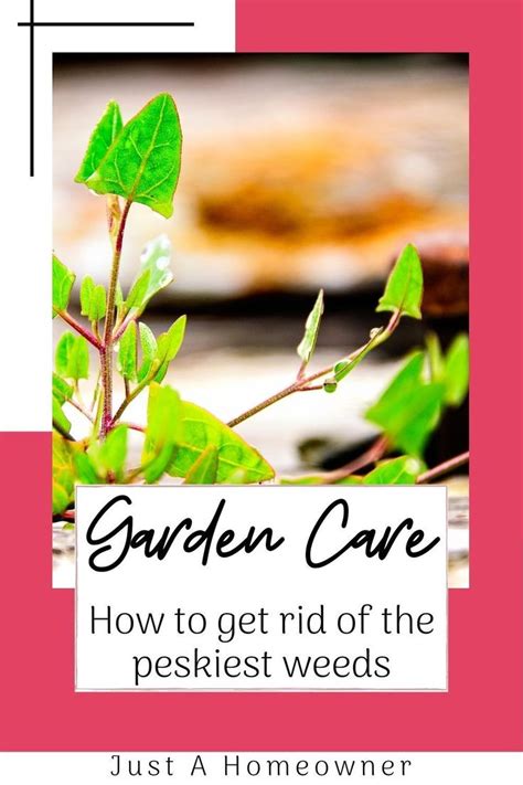 Choosing The Best Herbicide For Your Garden Herbicide Types And Tips