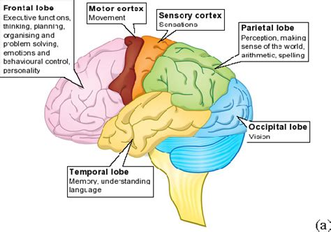 Figure 1 From Affective Evaluation Of A Mobile Multimodal Dialogue System Using Brain Signals