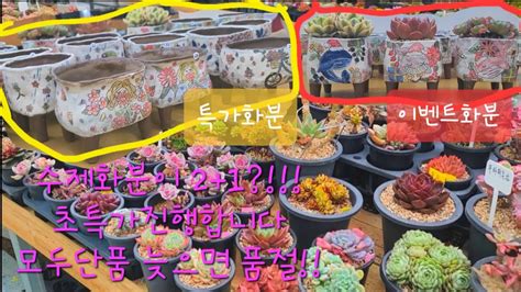 다육이 수제화분 특가 이벤트합니다 화분받아가세요 모두 단품이라 늦으면품절 다육식물 화분 다육이 多肉植物 Succulents Echeveria Youtube