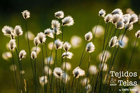 Telas De Algodón Actuales Y Prácticas