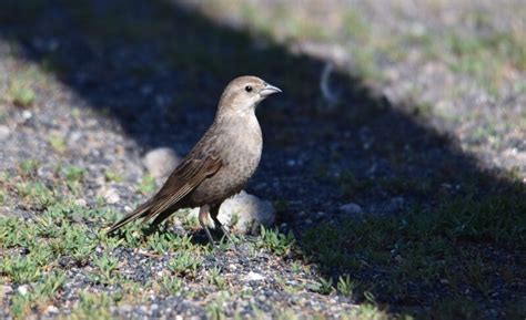 Molothrus Ater Observations Oiseaux Wiki Fandom