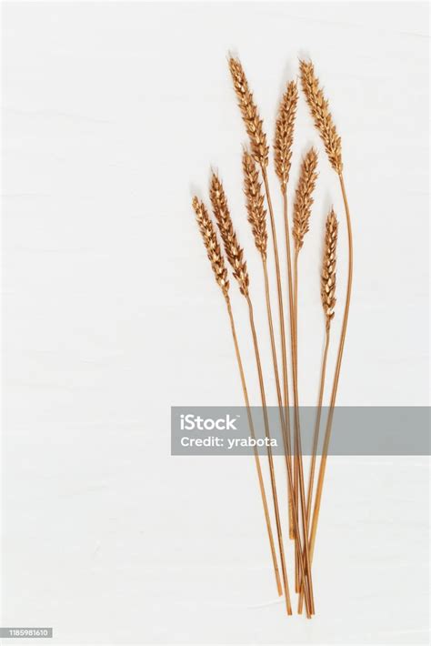 밀 금 색의 가을 귀 밝은 콘크리트 배경에 창조적 인 정물 장식 밀에 상단보기 텍스트의 공간을 복사합니다 플랫 레이 상단 보기입니다 가을에 대한 스톡 사진 및 기타 이미지