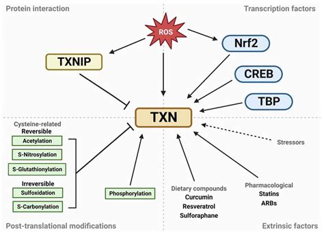 Evolutionarily Conserved Role Of Thioredoxin Systems In Determining Longevity