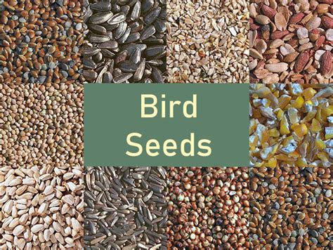 Birds That Eat Millet