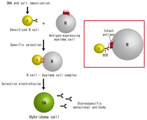 Class Switching Of B Lymphocytes By Dna And Cell Immunization For Stereospecific Monoclonal Class Switching Of B Lymphocytes By Dna And Cell Immunization For Stereospecific Monoclonal