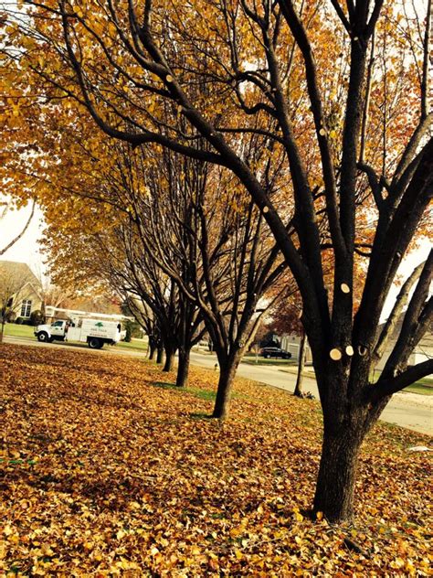 3 Ways You Can Protect Your Tree This Fall