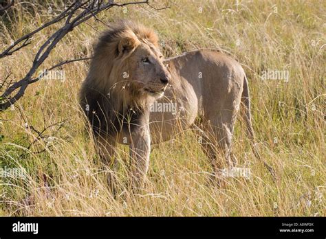 Male African Lion Stock Photo Alamy