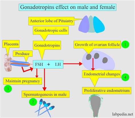 Follicle Stimulating Hormone