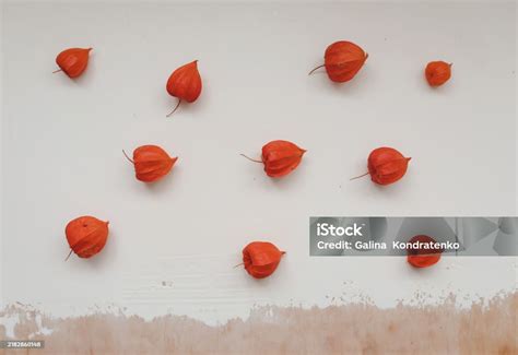 빨간 Physalis 꽃이 있는 가을 프레임 흰색 배경에 빨간 꽃 봉오리로 만든 프레임 플랫레이 평면도 위에서 본 모습 공간 모형을 복사합니다 0명에 대한 스톡 사진 및