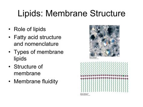 PDF Lipids Membrane Structure WOU Homepageguralnl IntroLipids Pdf Lipids Membrane