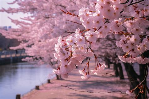 春天盛开的樱花树高清图片下载 正版图片600683798 摄图网
